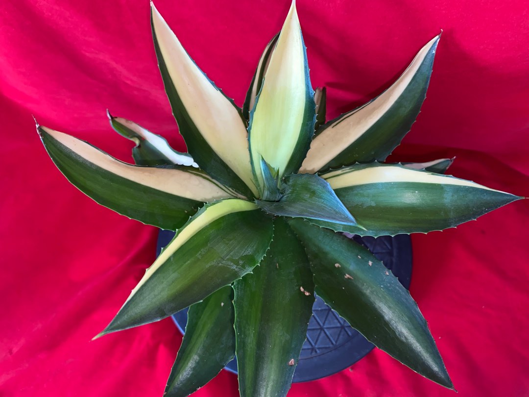 Rare Agave Snow Glow Halfmoon Leaves, Furniture & Home Living ...