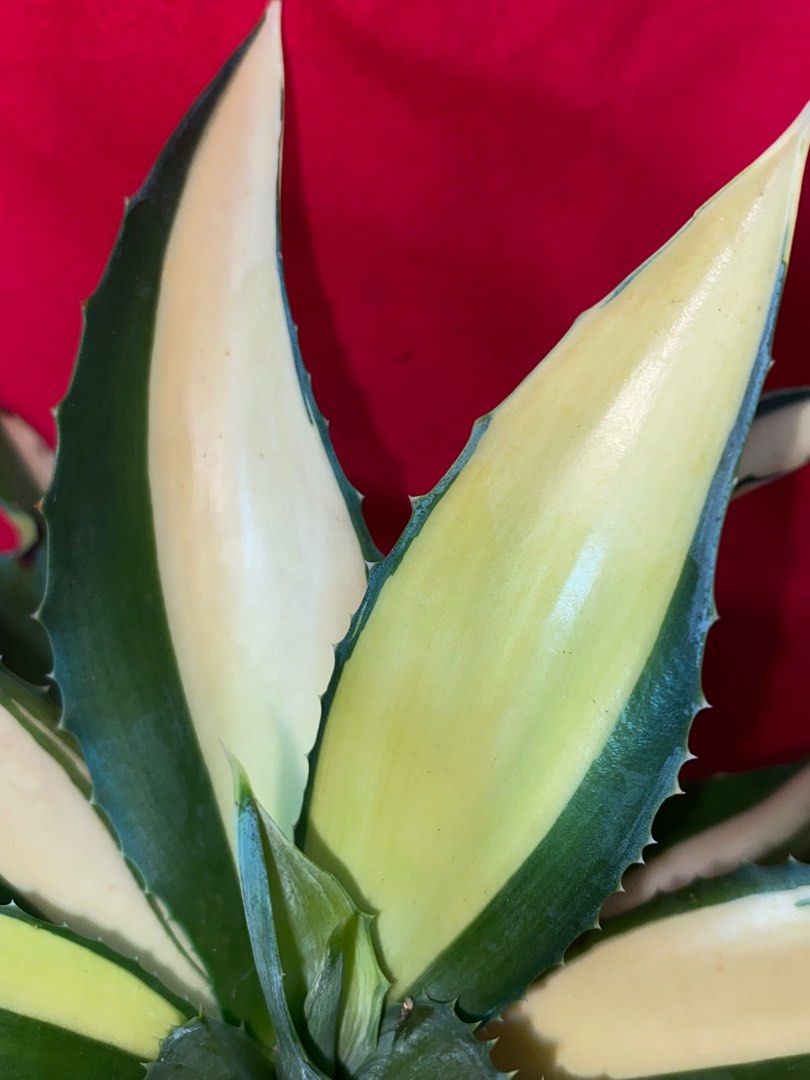 Rare Agave Snow Glow Halfmoon Leaves, Furniture & Home Living ...