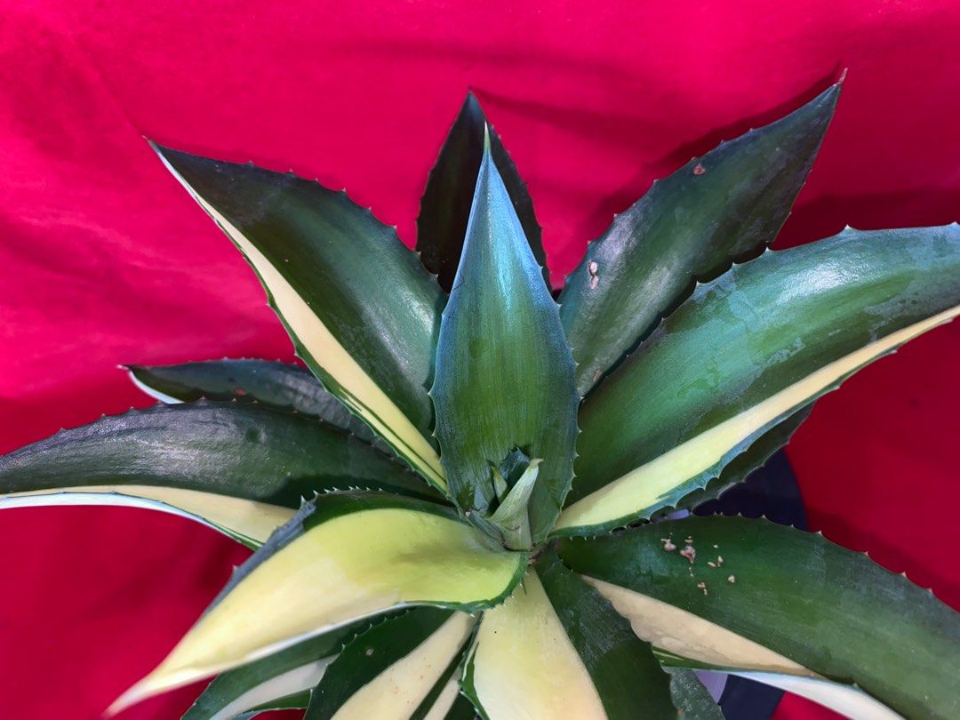 Rare Agave Snow Glow Halfmoon Leaves, Furniture & Home Living ...