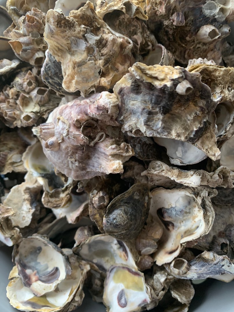 1 Kilo Talaba Shells, Food & Drinks, Fresh Produce on Carousell
