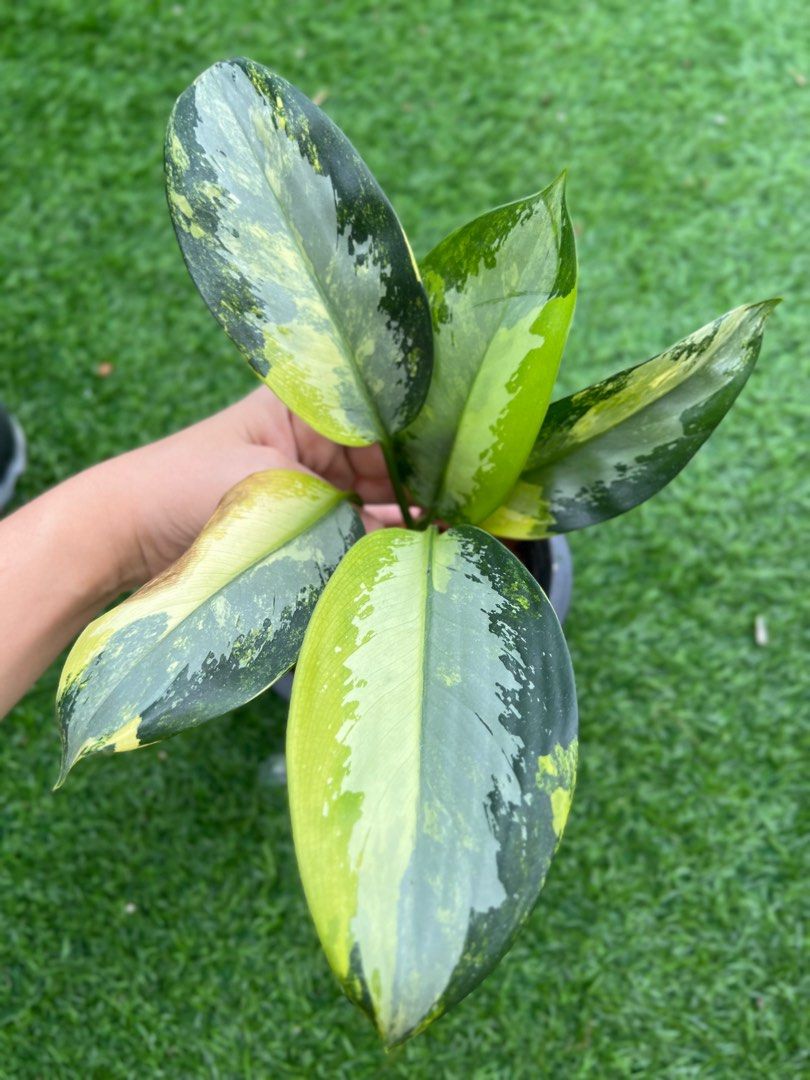 Aglaonema sp."Su wan na phume", Furniture & Home Living, Gardening ...