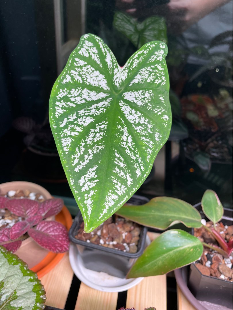 Caladium White Christmas, Furniture & Home Living, Gardening, Plants ...
