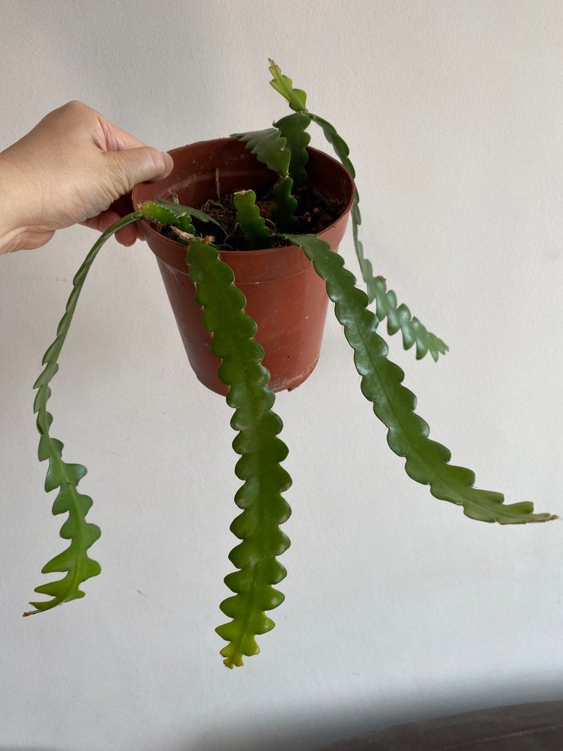 Fish bone cactus, Furniture & Home Living, Gardening, Plants & Seeds on ...