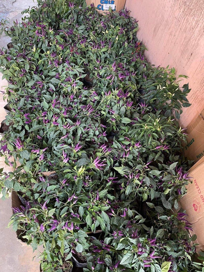 Grafted Korean Sili, Furniture & Home Living, Gardening, Plants & Seeds ...