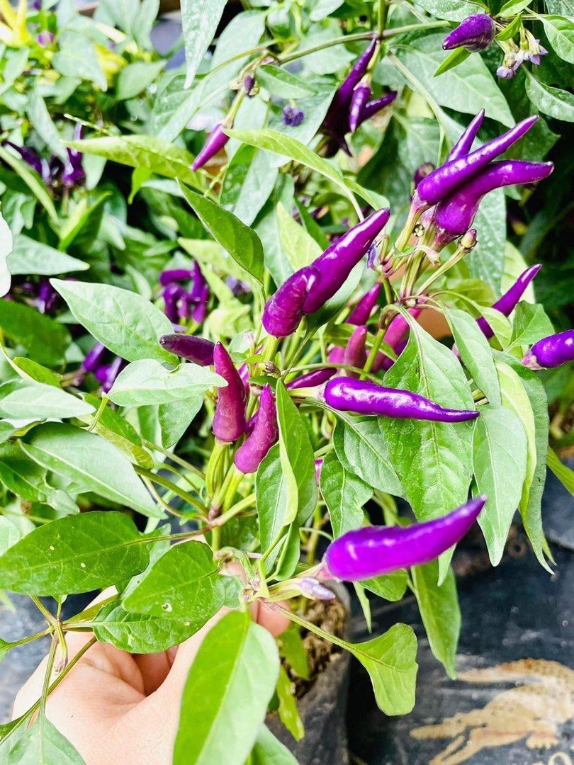 Grafted Korean Sili, Furniture & Home Living, Gardening, Plants & Seeds ...