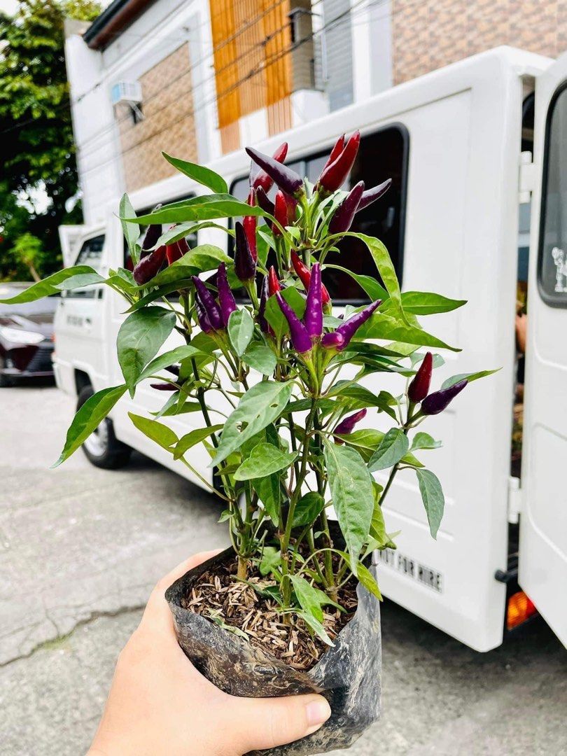 Grafted Korean Sili, Furniture & Home Living, Gardening, Plants & Seeds ...