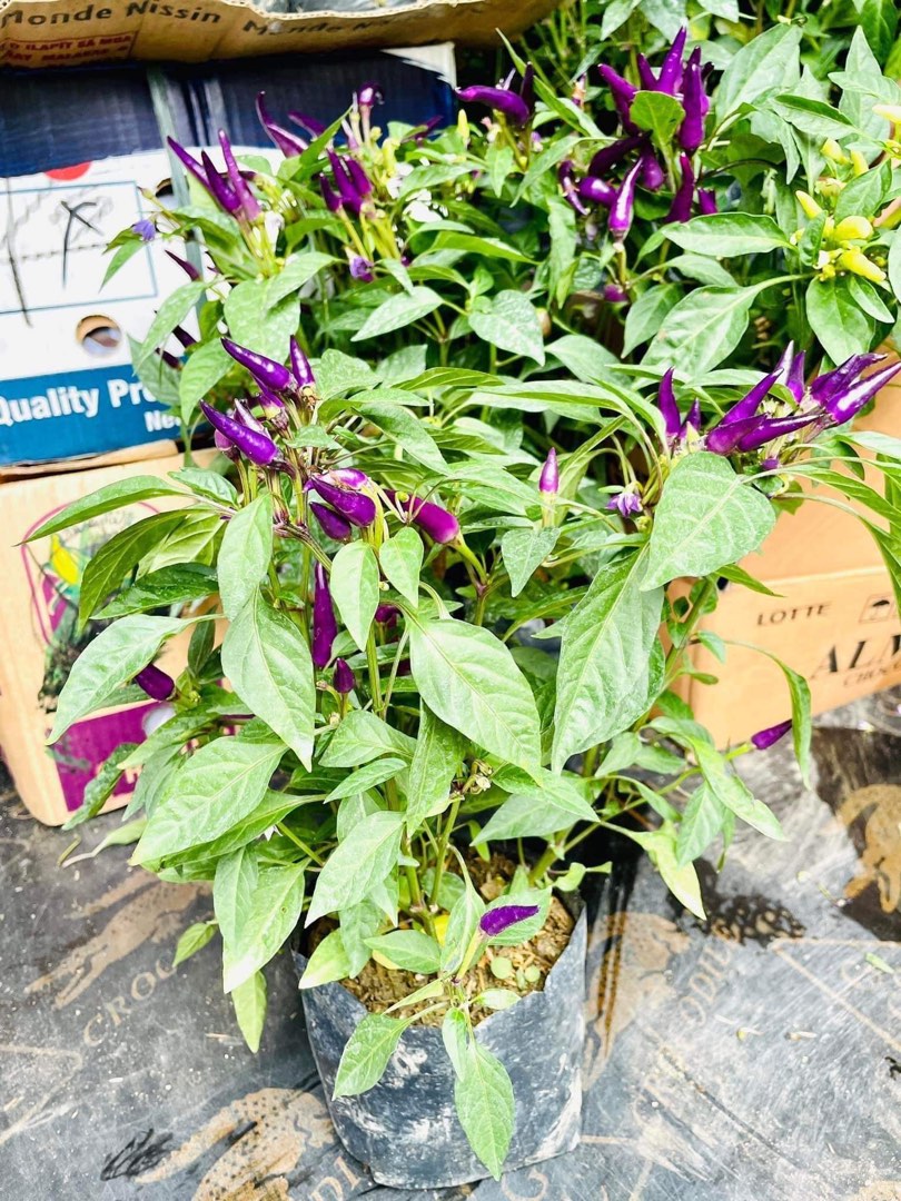 Grafted Korean Sili, Furniture & Home Living, Gardening, Plants & Seeds ...