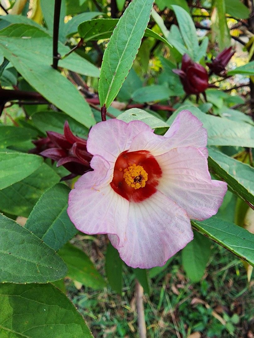 Hibiscus Roselle seeds, Furniture & Home Living, Gardening, Plants ...
