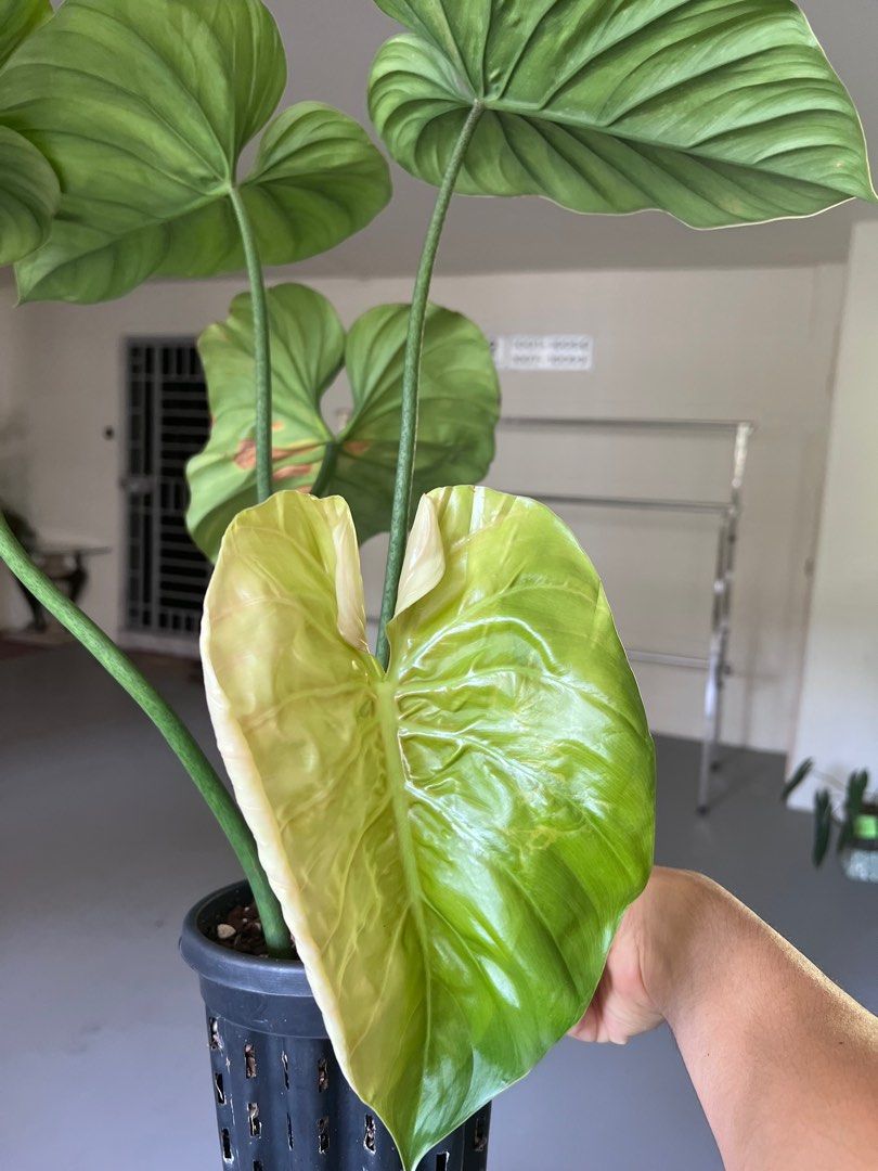 Philodendron SP Colombia, Furniture & Home Living, Gardening, Plants ...