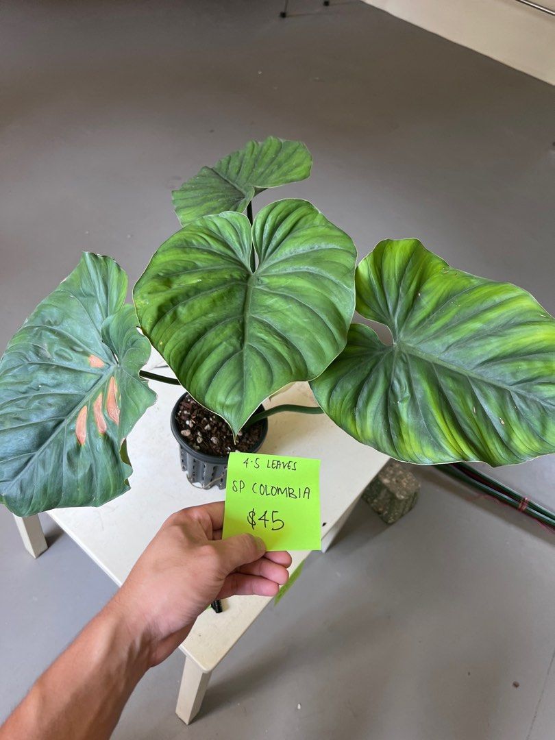 Philodendron SP Colombia, Furniture & Home Living, Gardening, Plants ...