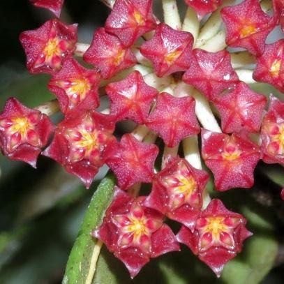 Rare Hoya Rundumensis Matured Plant with Peduncle, Furniture & Home ...