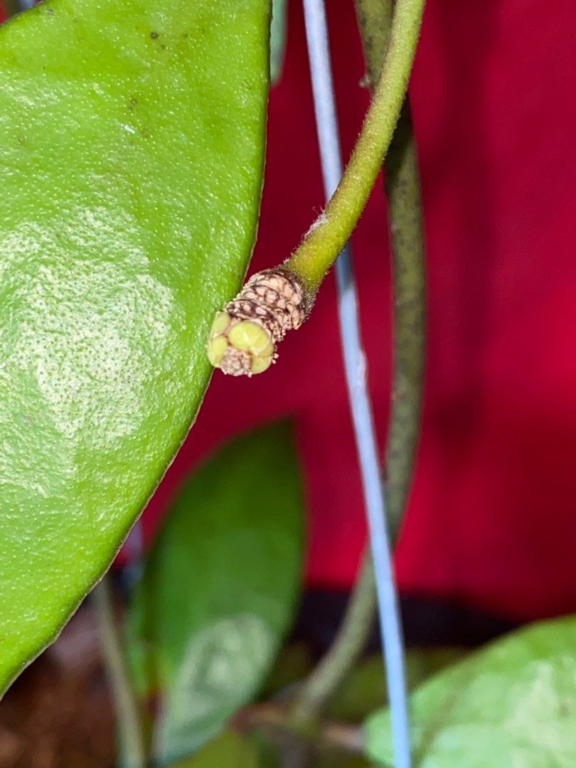 Rare Hoya Rundumensis Matured Plant with Peduncle, Furniture & Home ...