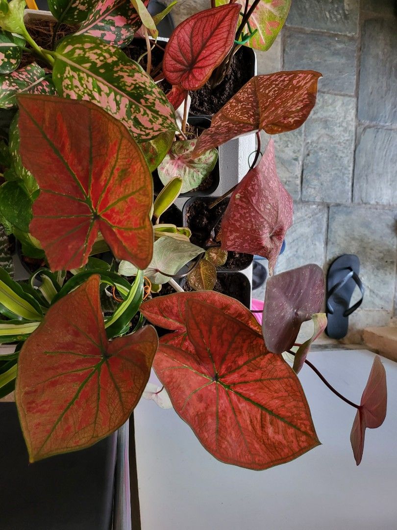 Red Caladium - Thai hybrid, Furniture & Home Living, Gardening, Plants ...