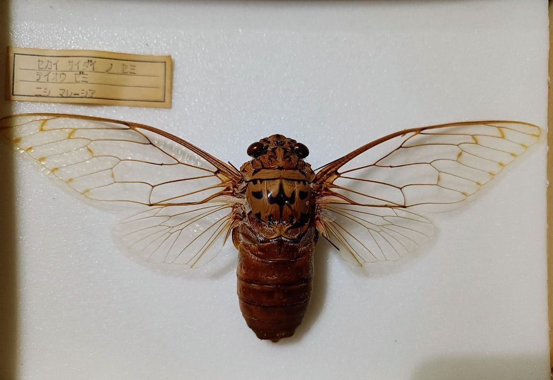 SALE! World's Largest Cicada Species, Now P2500 Only for Collection or Mancave Decor, Hobbies ...