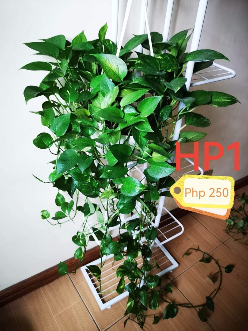 Trailing Golden Pothos Hanging Pot, Furniture & Home Living, Gardening ...