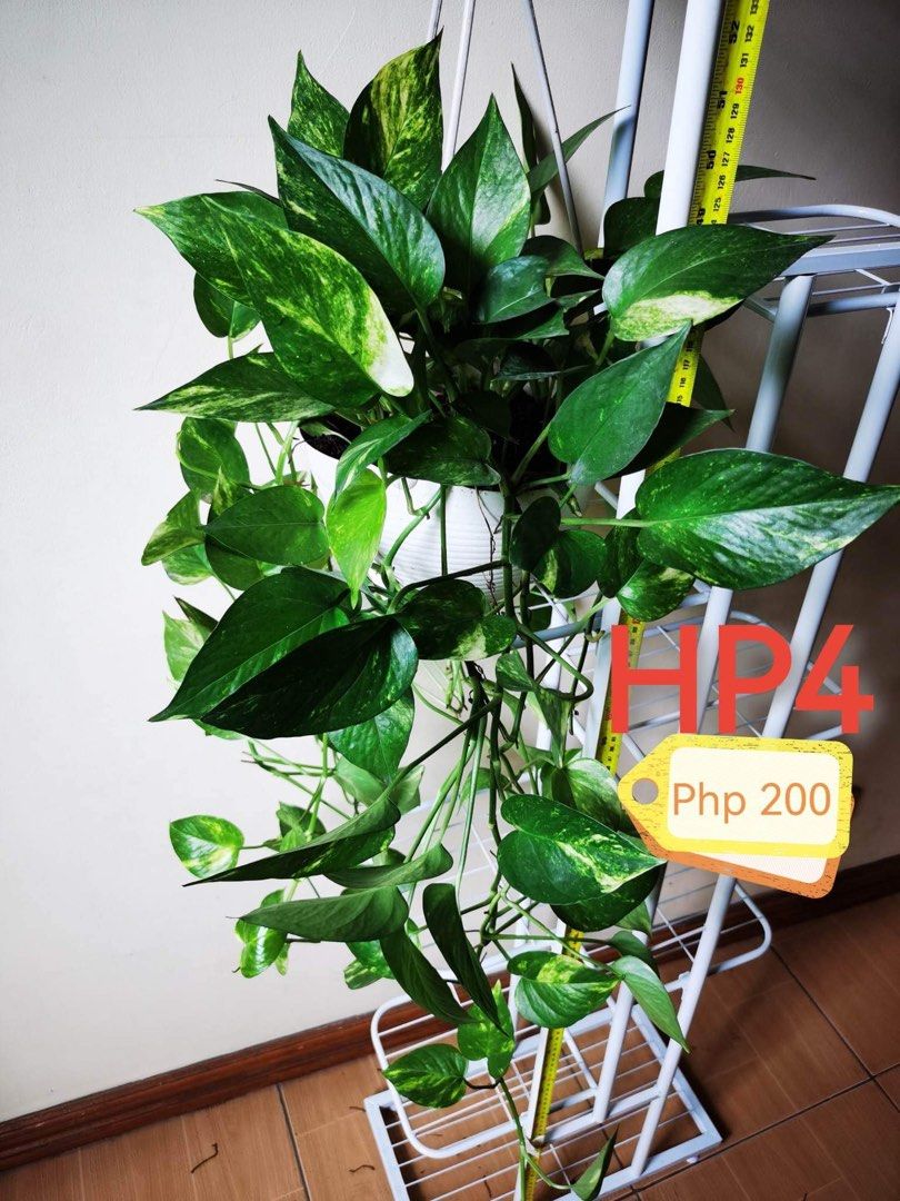 Trailing Golden Pothos Hanging Pot, Furniture & Home Living, Gardening ...