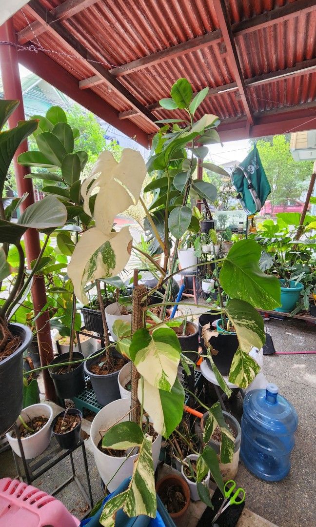 Variegated african talisay, Furniture & Home Living, Gardening, Plants ...