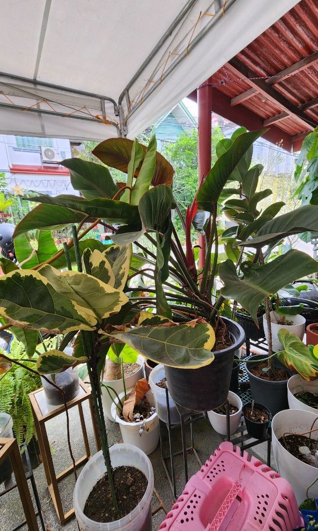Variegated african talisay, Furniture & Home Living, Gardening, Plants ...