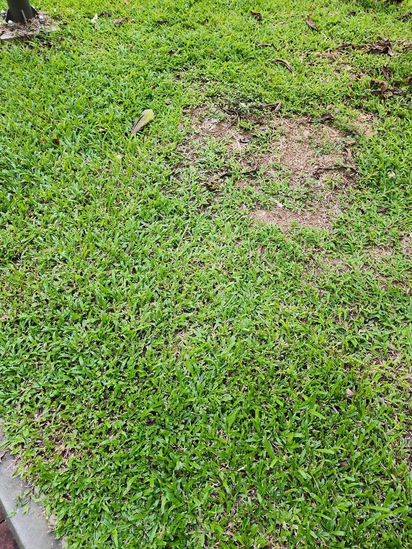 Changi BBQ pit on 23 Jan 2023, Announcements on Carousell
