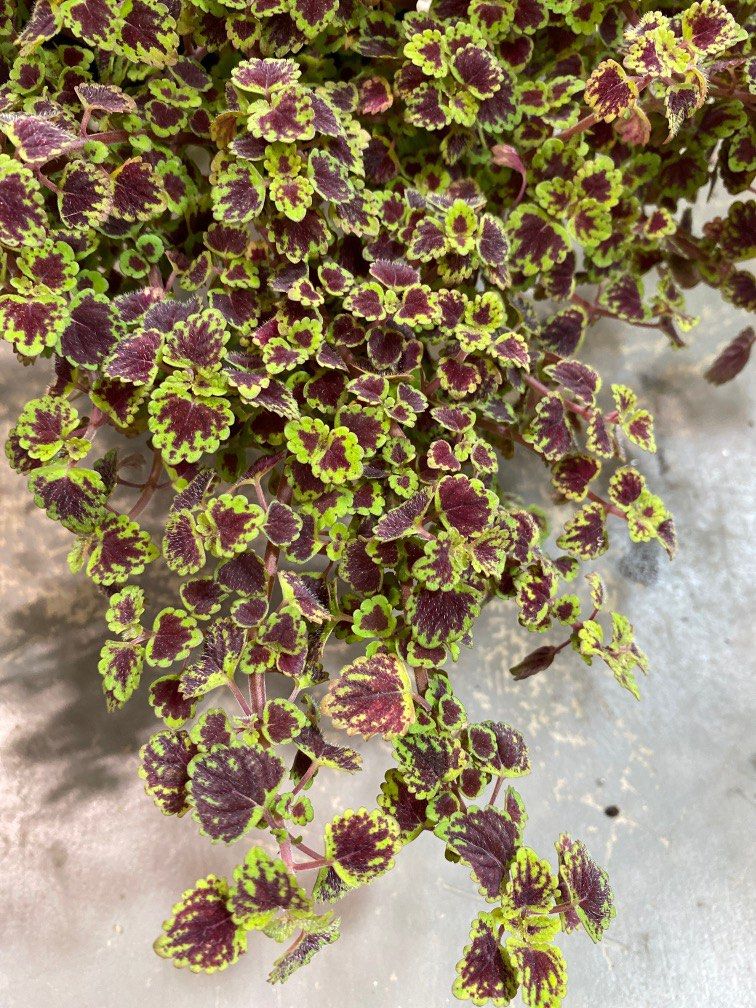 Coleus (trailing) in hanging pot, Furniture & Home Living, Gardening ...
