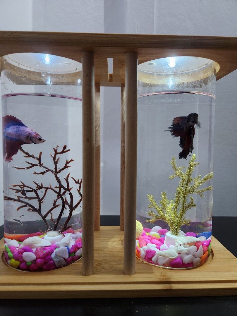 Dual fish tank, Pet Supplies, Homes & Other Pet Accessories on Carousell