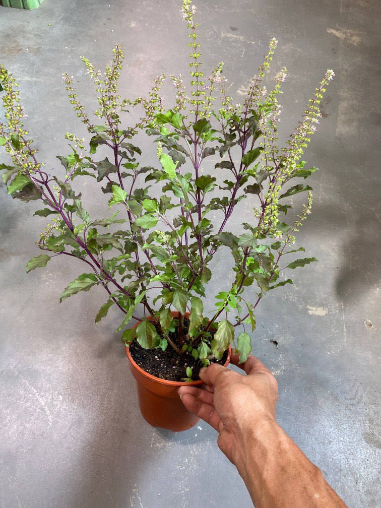 Holy Basil (Purple Stem), Furniture & Home Living, Gardening, Plants ...