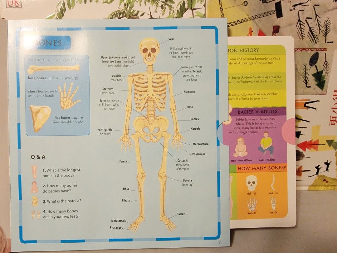 Human Body pop-up &Amazing Giant Wild Animals, 興趣及遊戲, 書本 & 文具, 小朋友書 ...