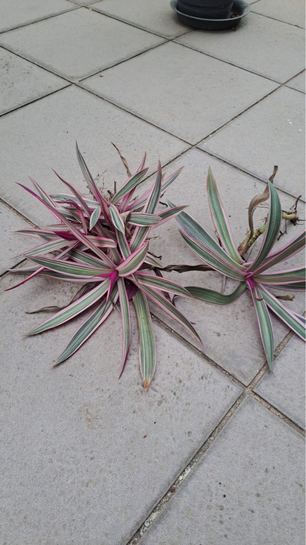 Purple roots and Tulsi ( Holy Basil), Furniture & Home Living ...