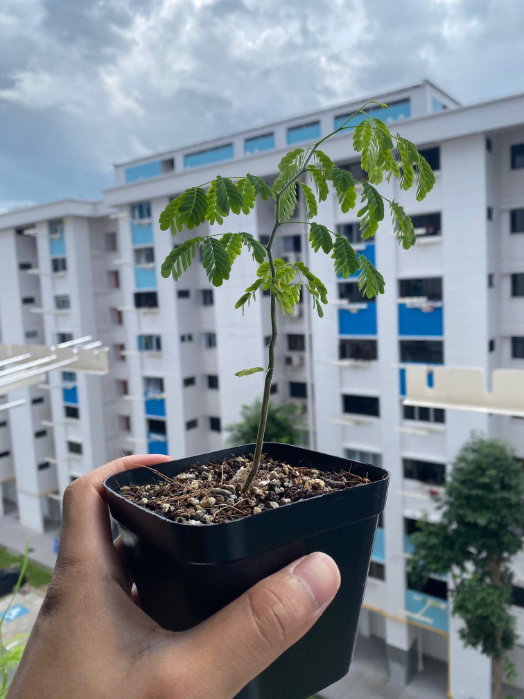 Rare Brazilian Rain Tree Bonsai, Furniture & Home Living, Gardening ...