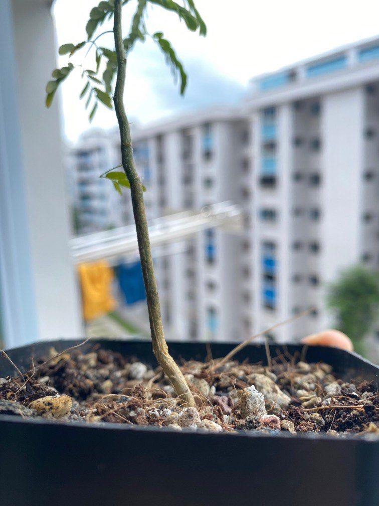 Rare Brazilian Rain Tree Bonsai, Furniture & Home Living, Gardening ...