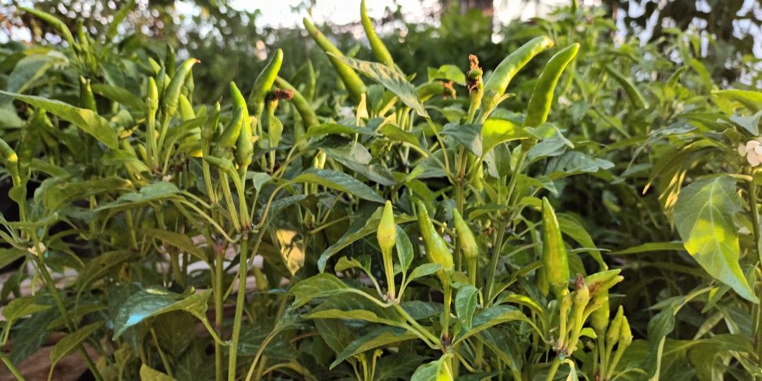 Siling Labuyo, Furniture & Home Living, Gardening, Plants & Seeds on ...