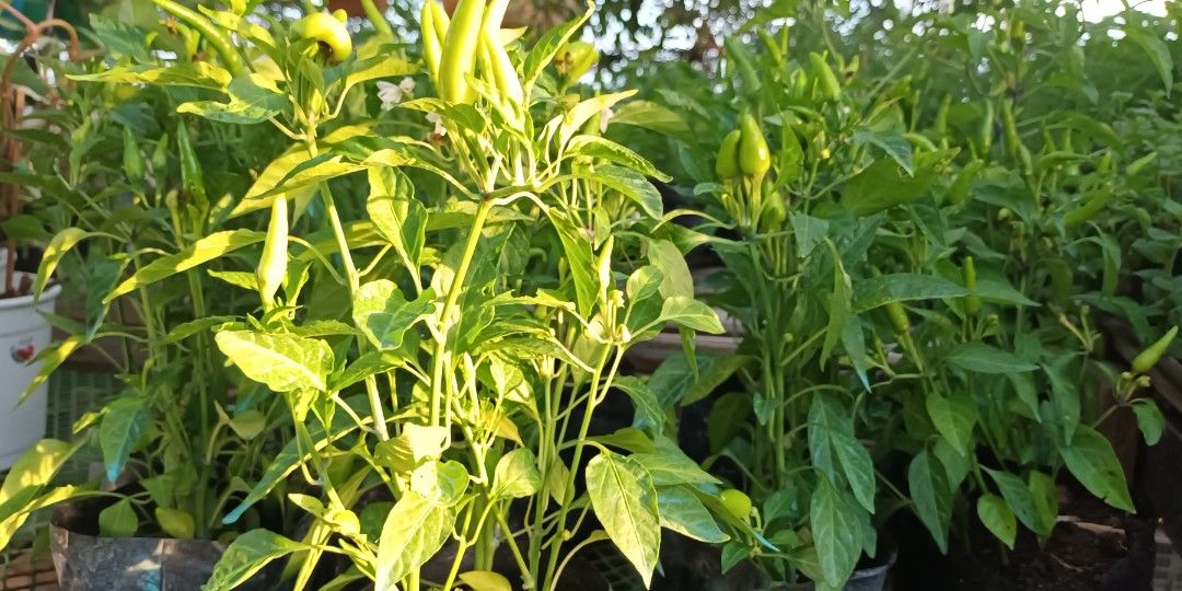 Siling Labuyo, Furniture & Home Living, Gardening, Plants & Seeds on ...