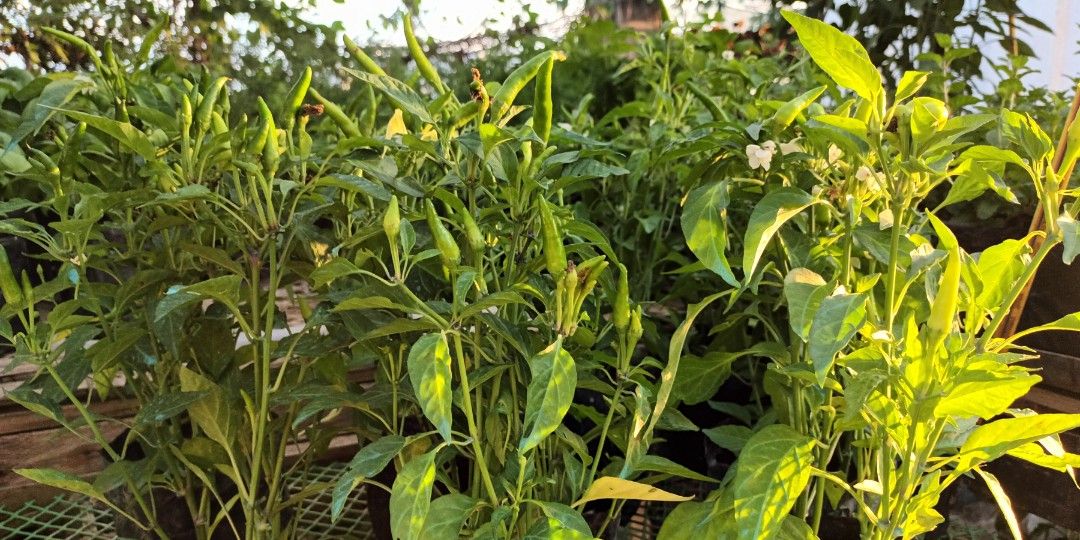 Siling Labuyo, Furniture & Home Living, Gardening, Plants & Seeds on ...