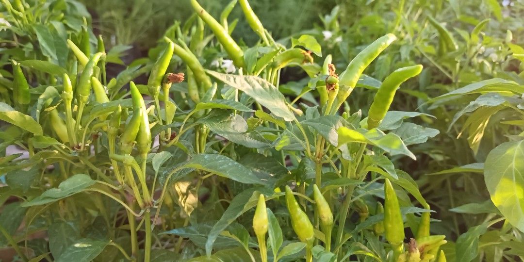 Siling Labuyo, Furniture & Home Living, Gardening, Plants & Seeds on ...