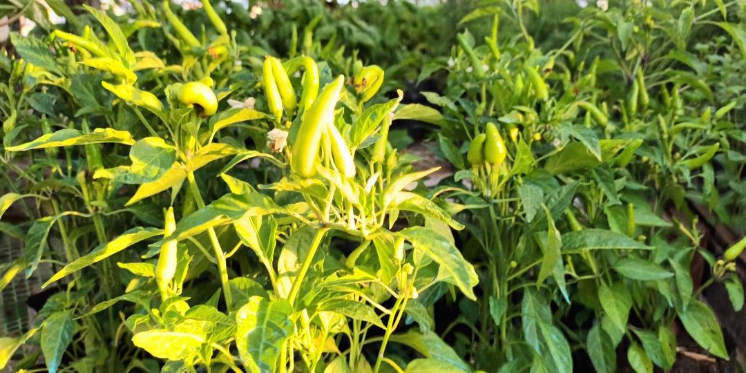 Siling Labuyo, Furniture & Home Living, Gardening, Plants & Seeds on ...