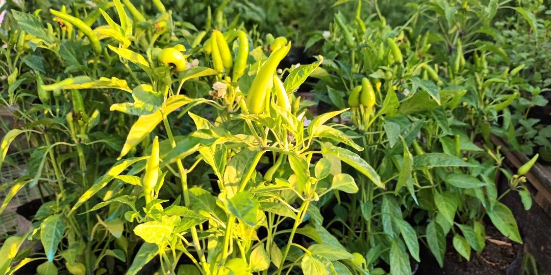 Siling Labuyo, Furniture & Home Living, Gardening, Plants & Seeds on ...