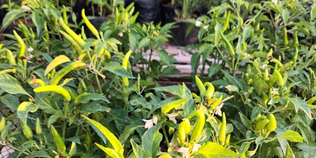 Siling Labuyo, Furniture & Home Living, Gardening, Plants & Seeds on ...