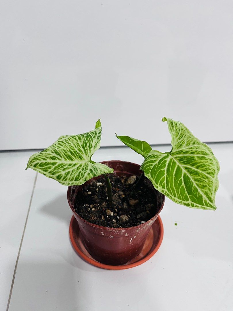 Syngonium batik, Furniture & Home Living, Gardening, Plants & Seeds on ...