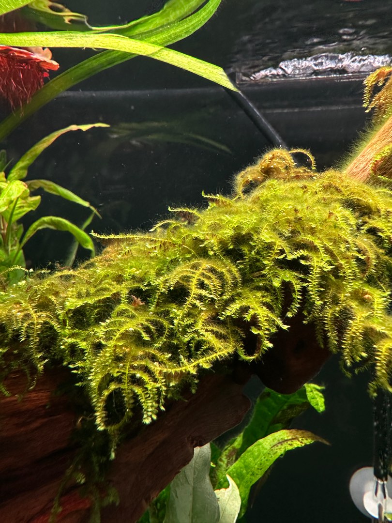 Christmas moss plants aquarium, Furniture & Home Living, Gardening ...