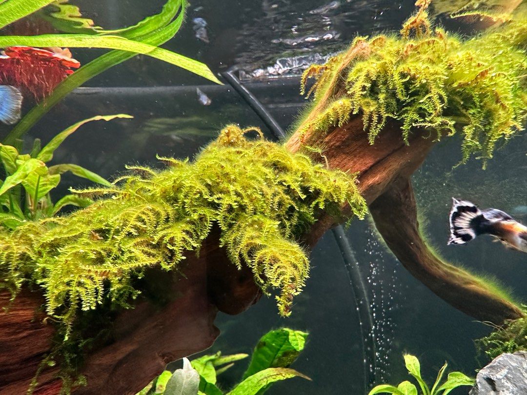 Christmas moss plants aquarium, Furniture & Home Living, Gardening ...