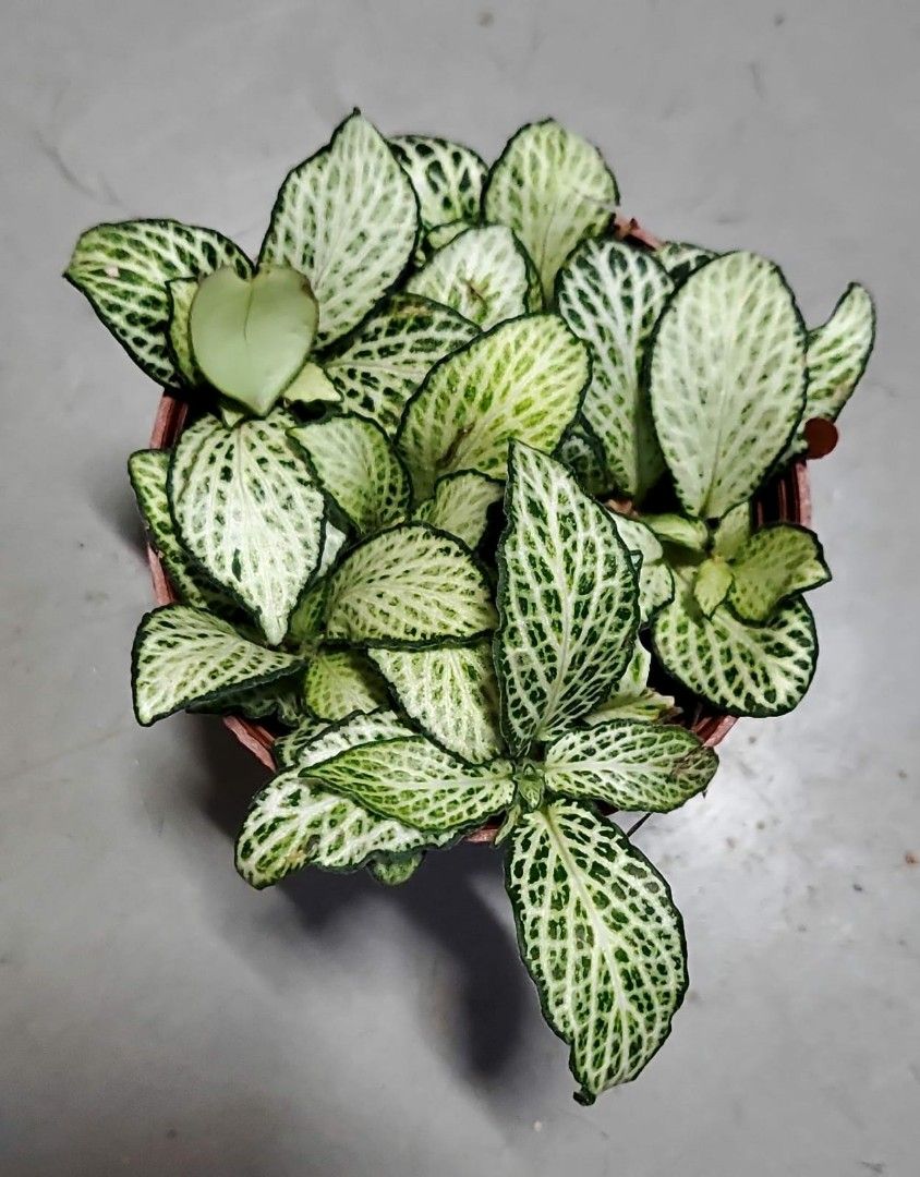 Fittonia Albivenis Nerve Mosaic Plant Silver Threads, Furniture & Home ...
