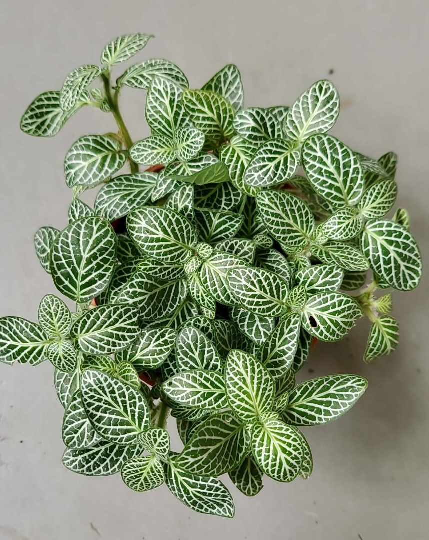 Fittonia Albivenis Nerve Plant White Variegated, Furniture & Home ...