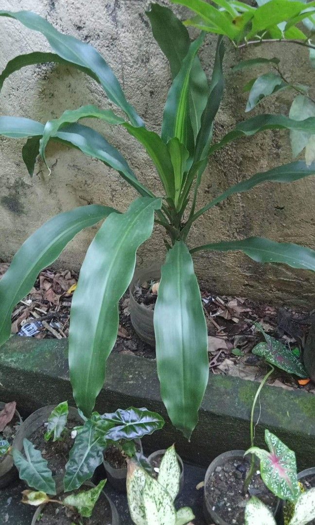 Fortune plant, Furniture & Home Living, Gardening, Plants & Seeds on ...