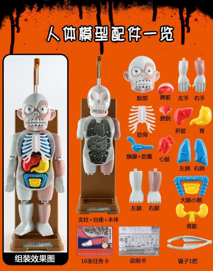 Human Anatomy Interactive Dissection Puzzle [Megahouse], Hobbies & Toys ...