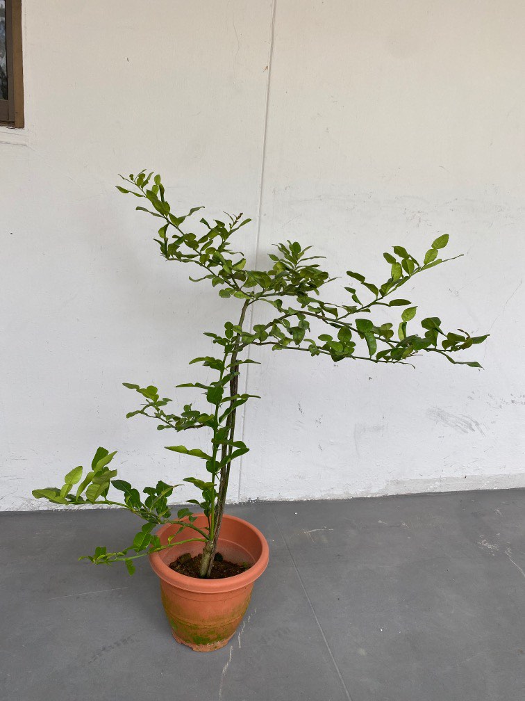 Limau Purut/Kaffir lime 100cm tall, Furniture & Home Living, Gardening ...