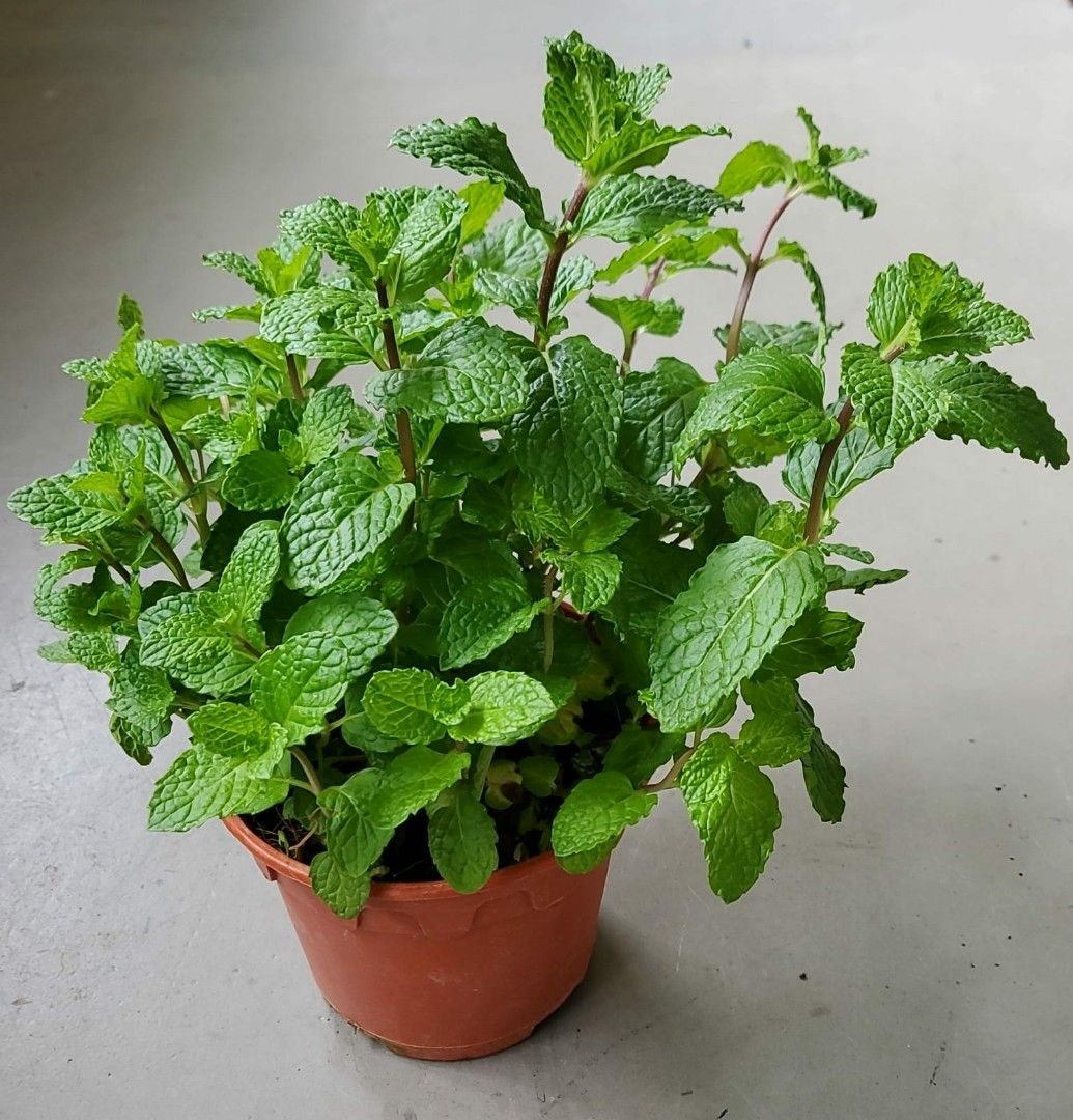 Mentha Suaveolens Apple Mint Woolly Mint, Furniture & Home Living ...