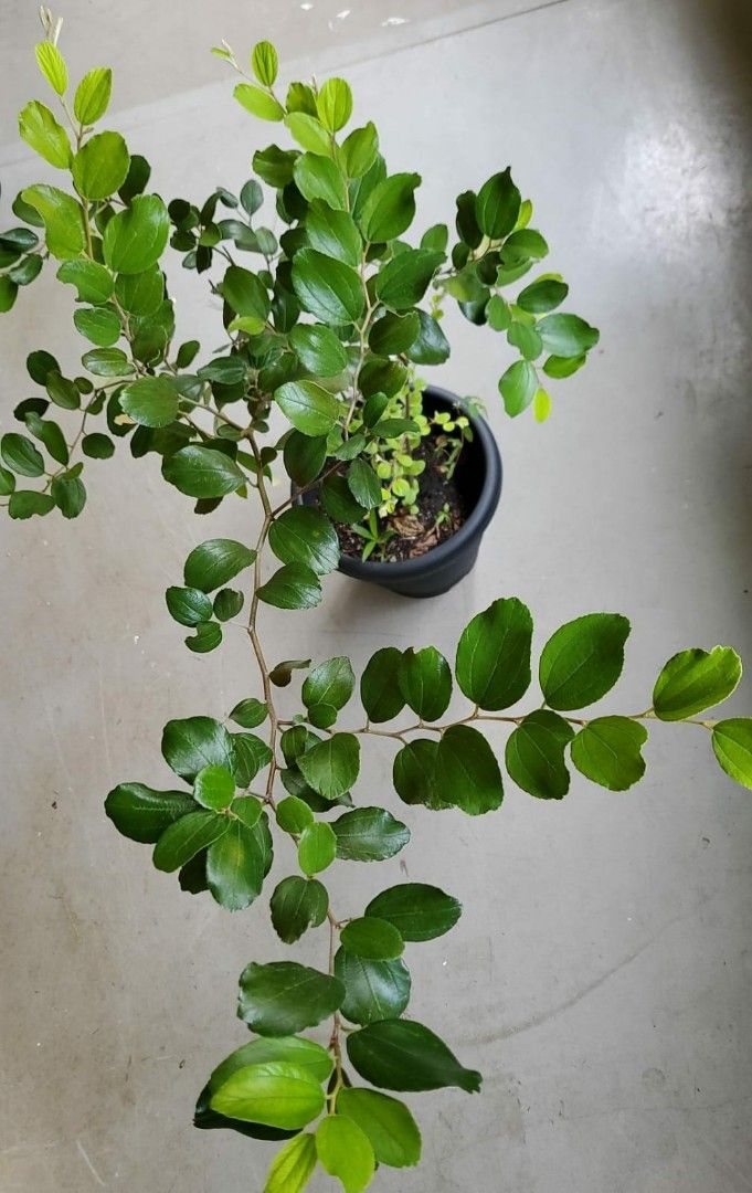 Pokok Daun Bidara Origin Arab Reduce Black Magic Bad Spirit Medicine ...