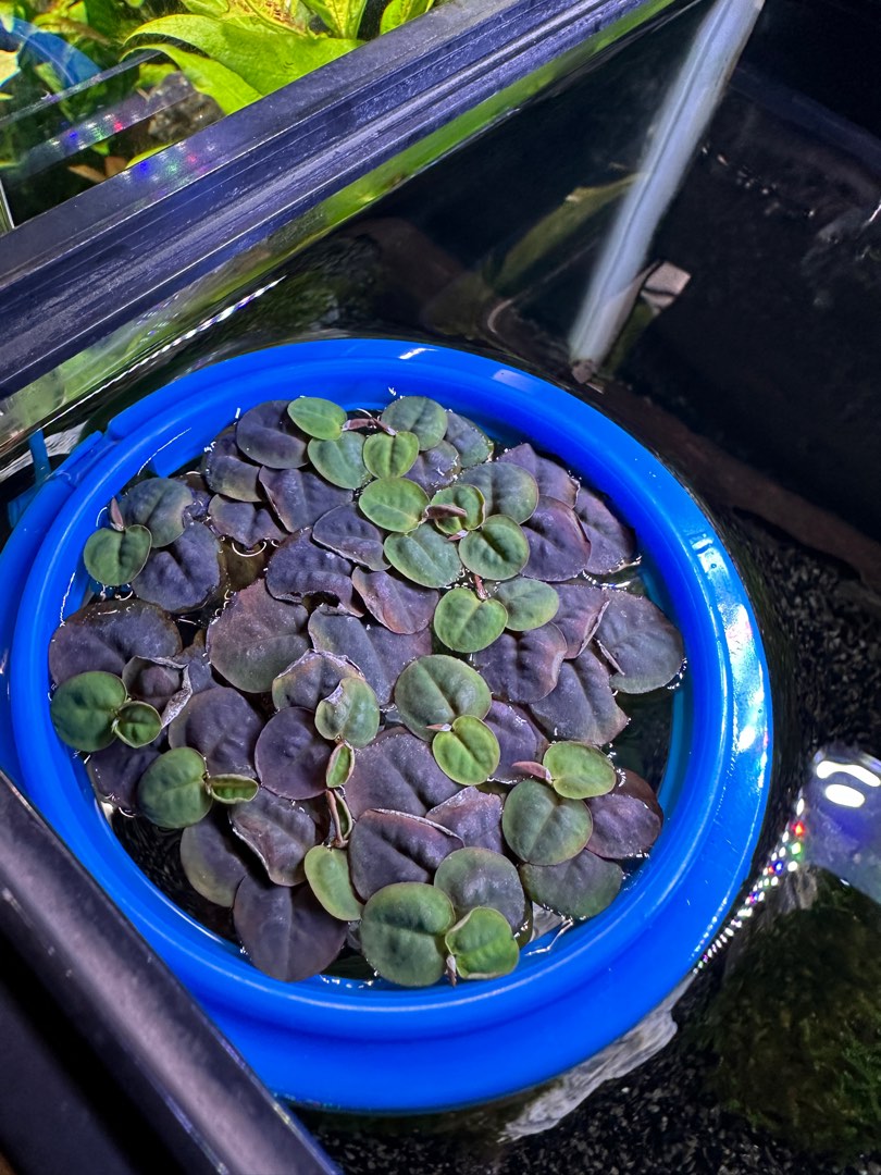 Red root floaters plants aquarium, Furniture & Home Living, Gardening ...