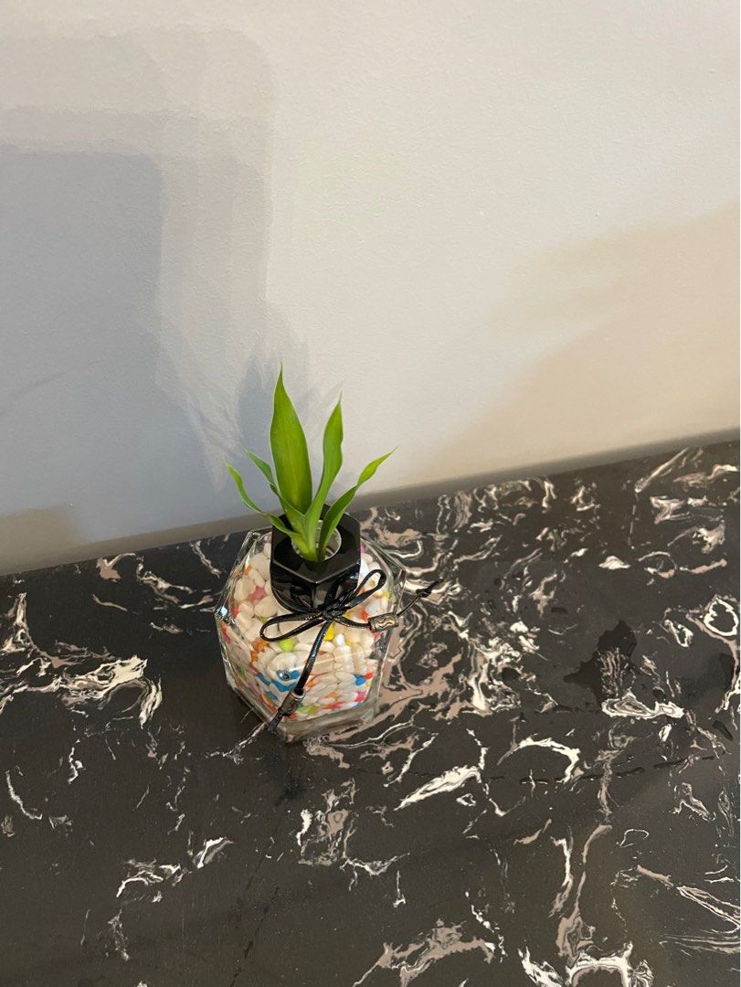 Baby Lucky Bamboo Plants/ trees ( For working Desk/ WC/ Kitchen ...