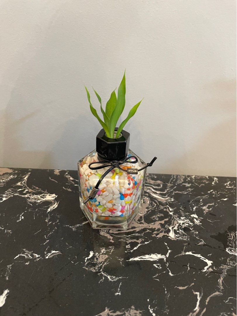 Baby Lucky Bamboo Plants/ trees ( For working Desk/ WC/ Kitchen ...
